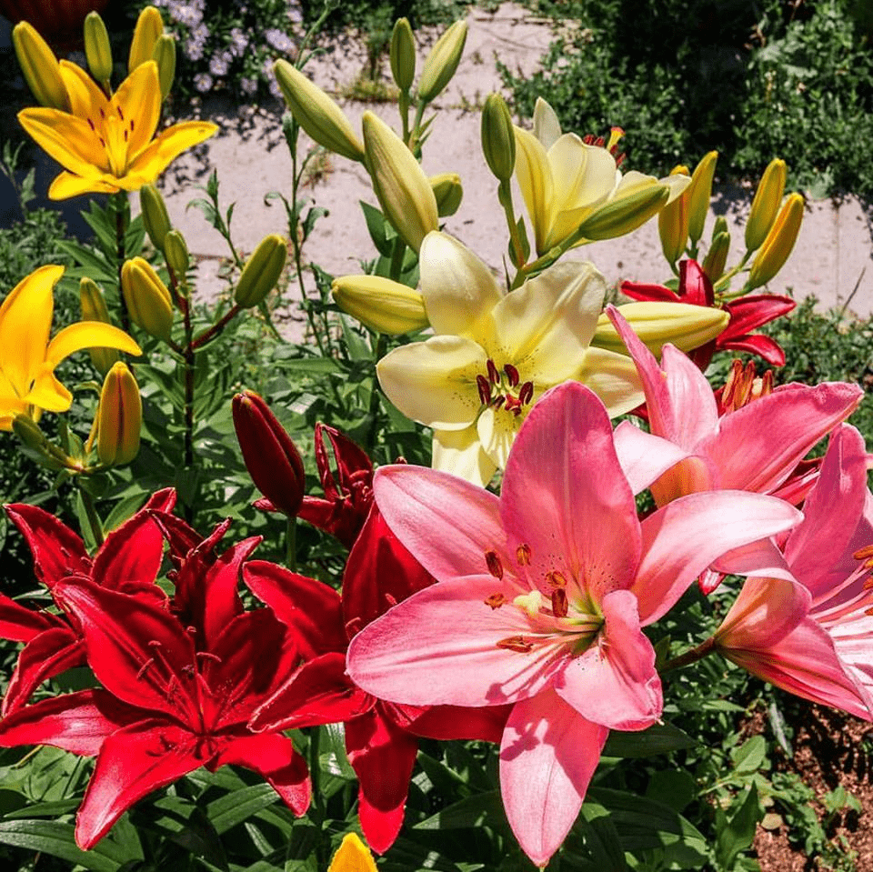 30 Bulbos Flor Lirio Asiático | Combo C/ 5 Cores - Grupo Rofertil