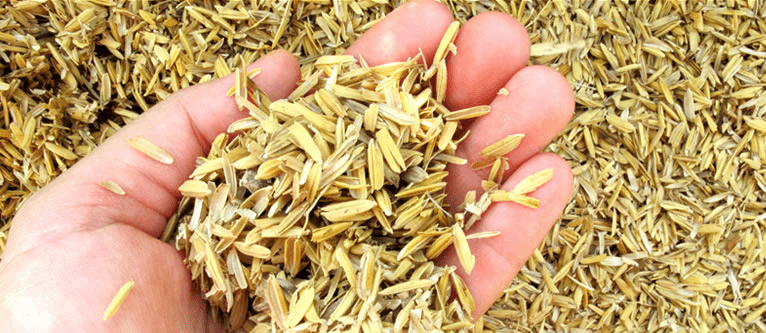 Casca de Arroz Natural 100 Litros Original Lacrado